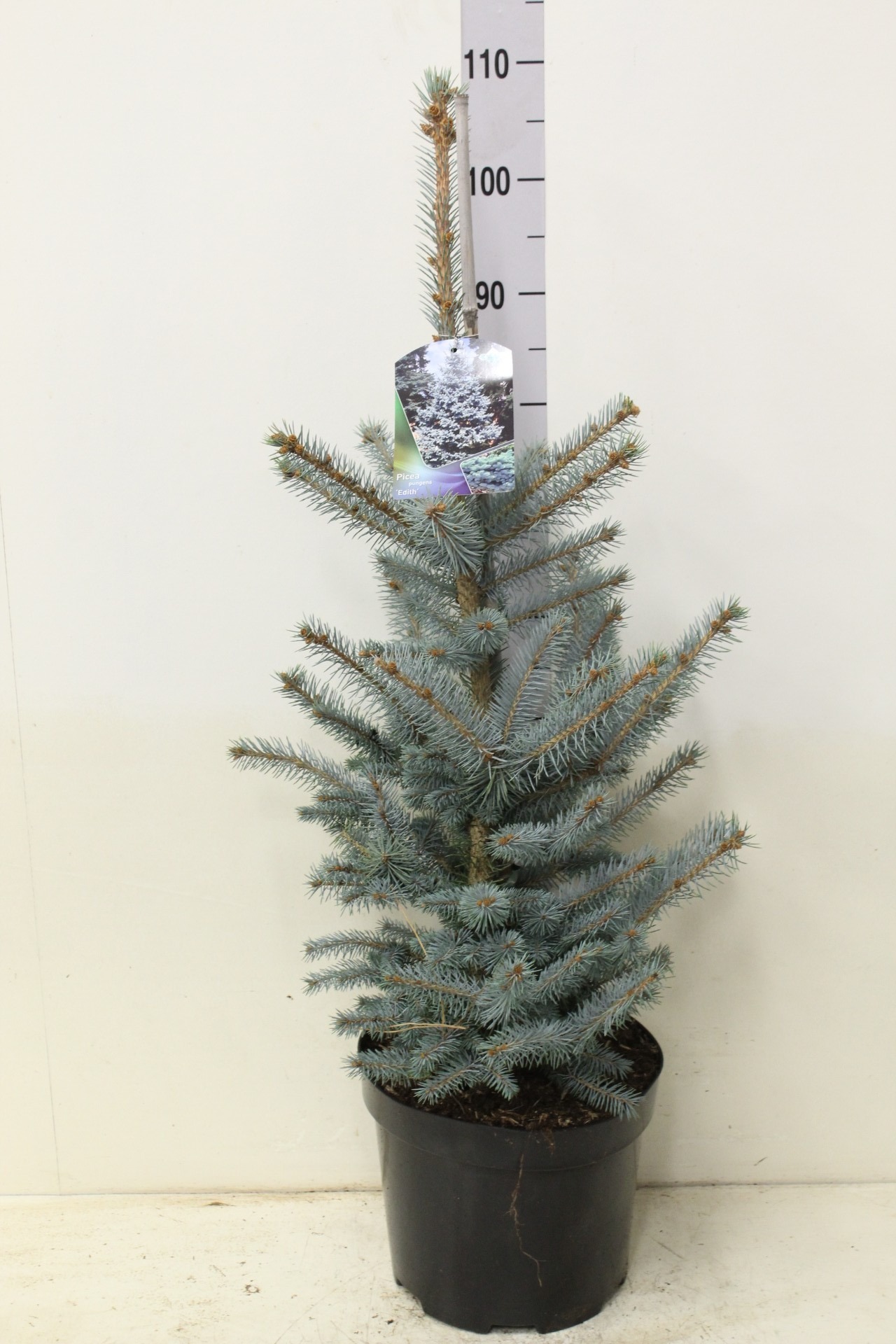 Edith's Blue Spruce 'Edith' cca 100 cm - | Kaufland.cz