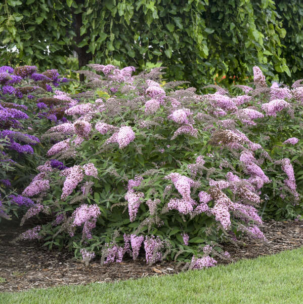 Buddleja davi. ''Pink Cascade'' 25-30 cm Lilas à papillons