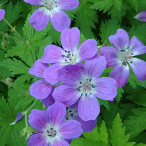 6 x Geranio selvatico - Geranium sylvaticum 'Mayflower'