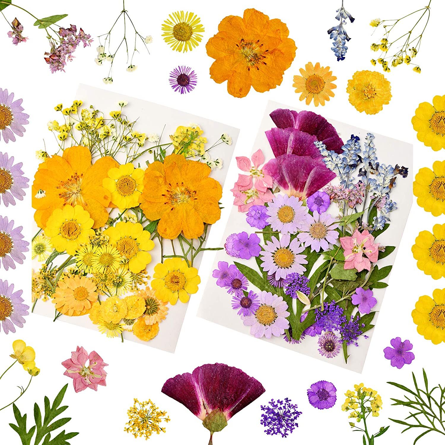 60 Stück natürliche getrocknete gepresste | Kaufland.de