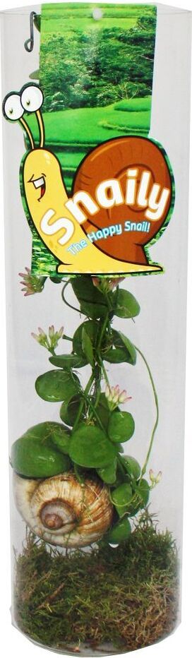 Snaily - roslina z muszli slimaka - Dischidia pectenoides