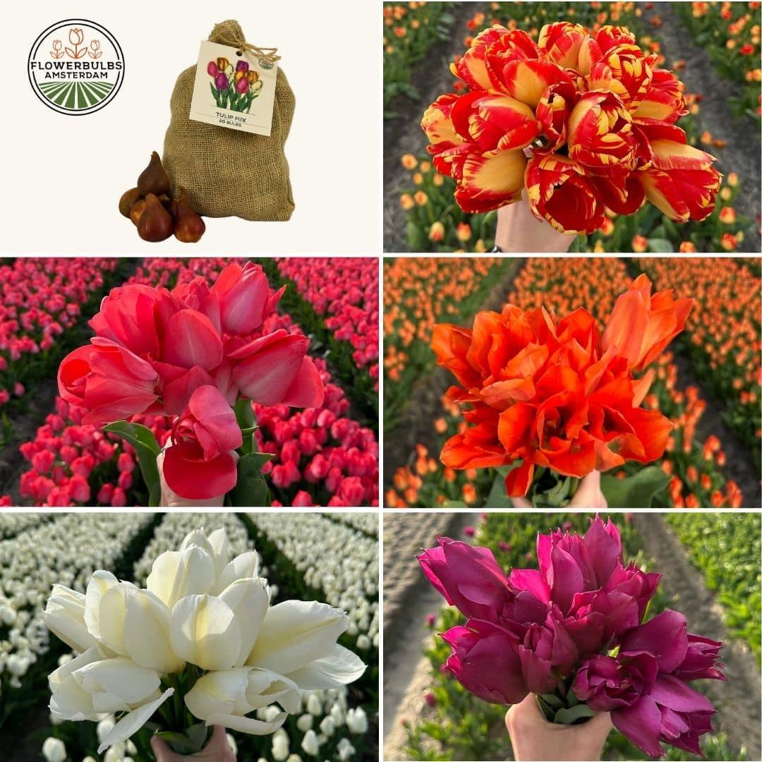 Flowerbulbs Amsterdam Medium Tulip Mix - 50 | Kaufland.cz
