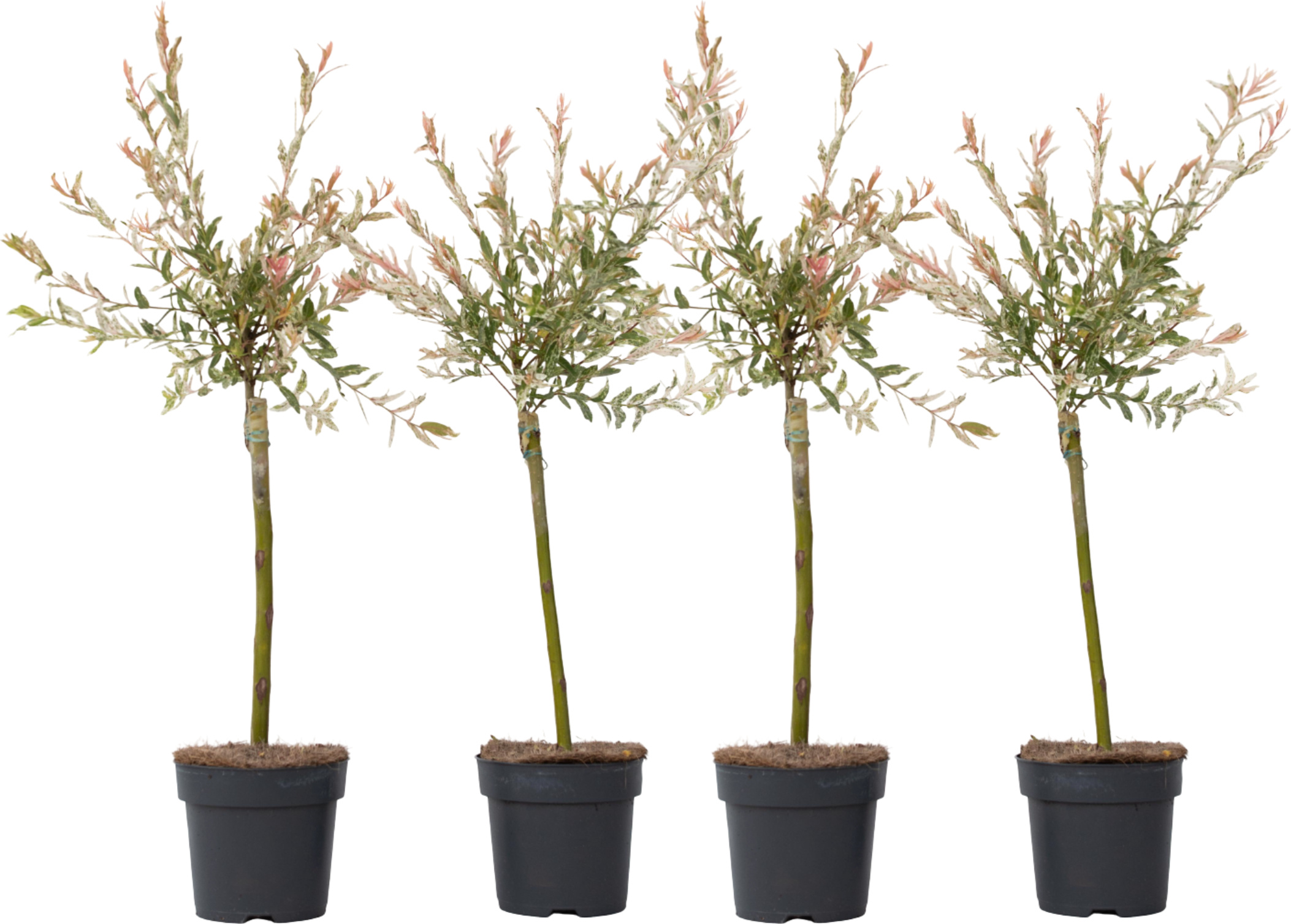 Schweizer Zwergweide - 4 Stk - Salix integra | Kaufland.de