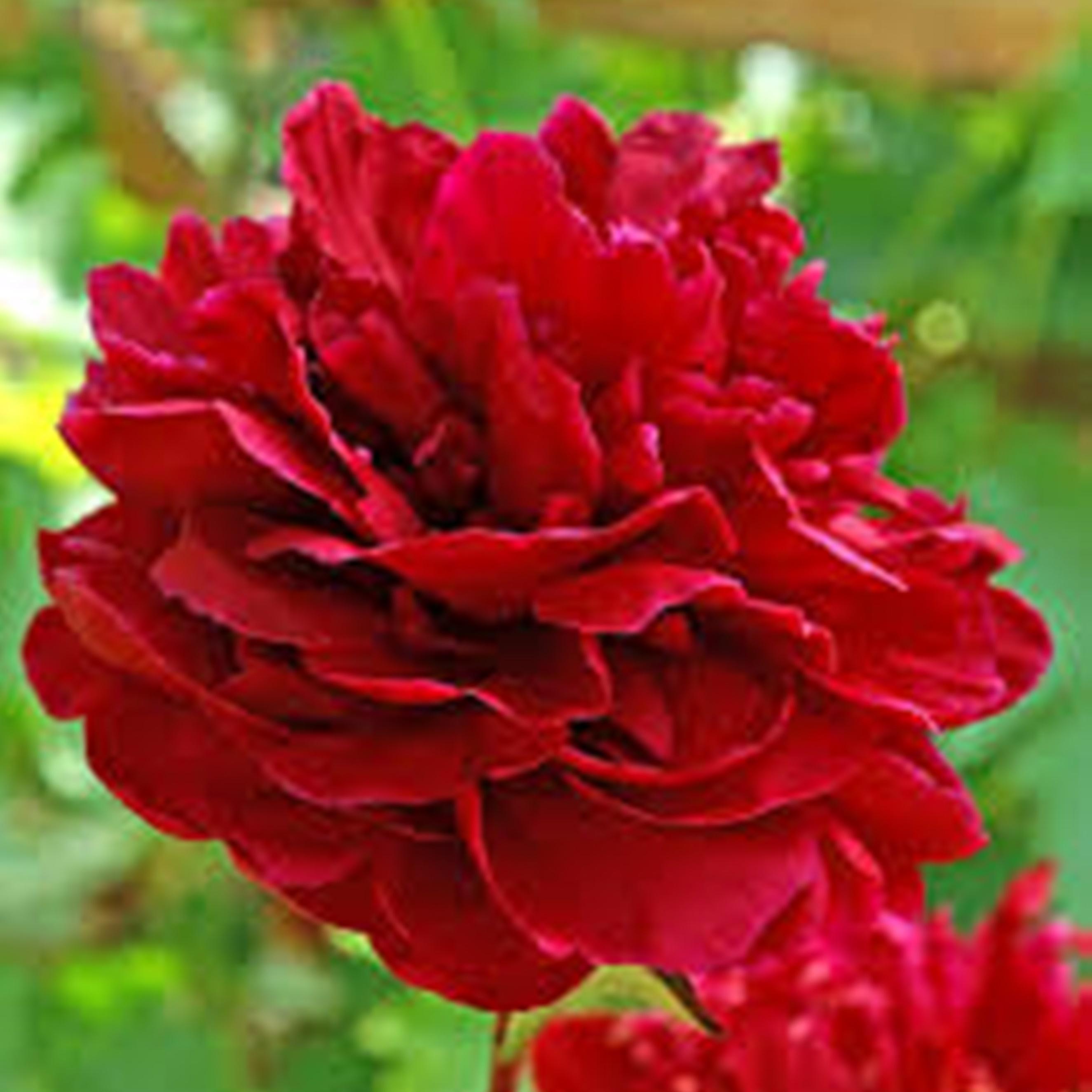 Paeonia Staude Garten Zierpflanze Pfingstrose Red Sarah