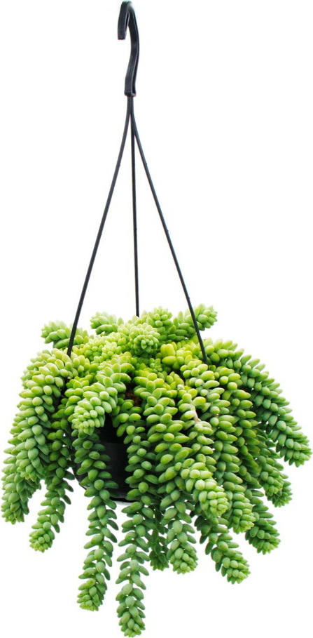 Sedum morganianum 'Burrito' - Monkey swing - doniczka