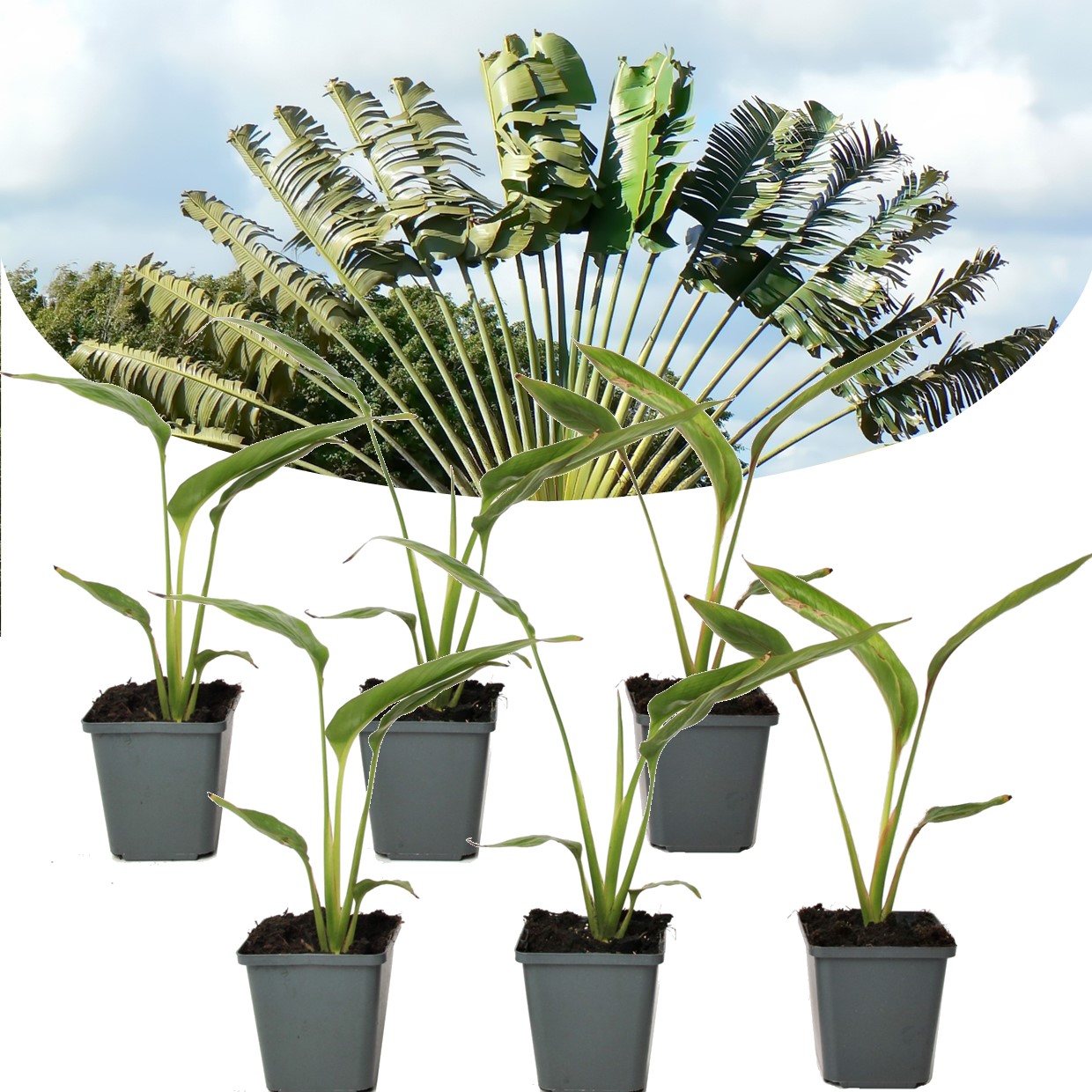 Plant in a Box - Ravenala madagascariensis - | Kaufland.de