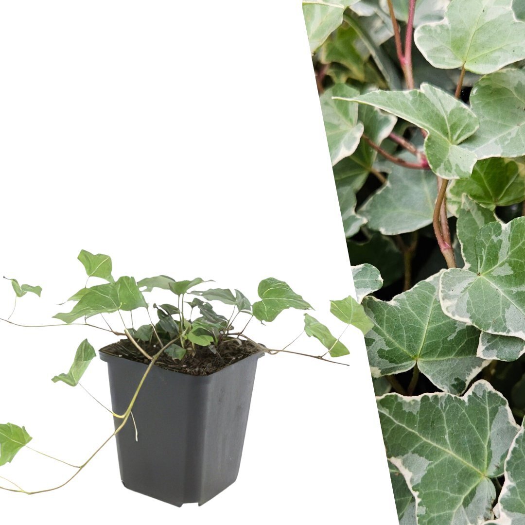 Plants by Frank | 24 Efeu Pflanzen | Hedera | Kaufland.at