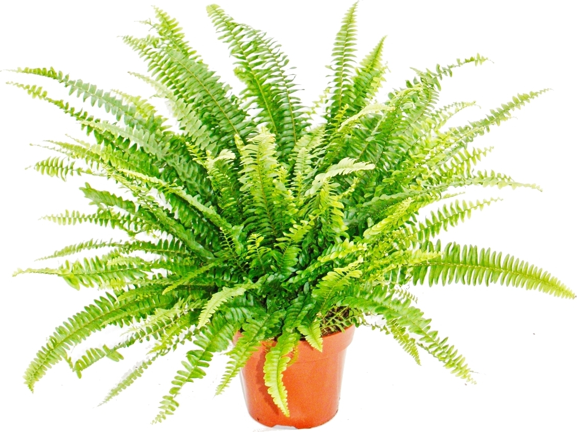 Nephrolepis, paproc miecz 17cm doniczka