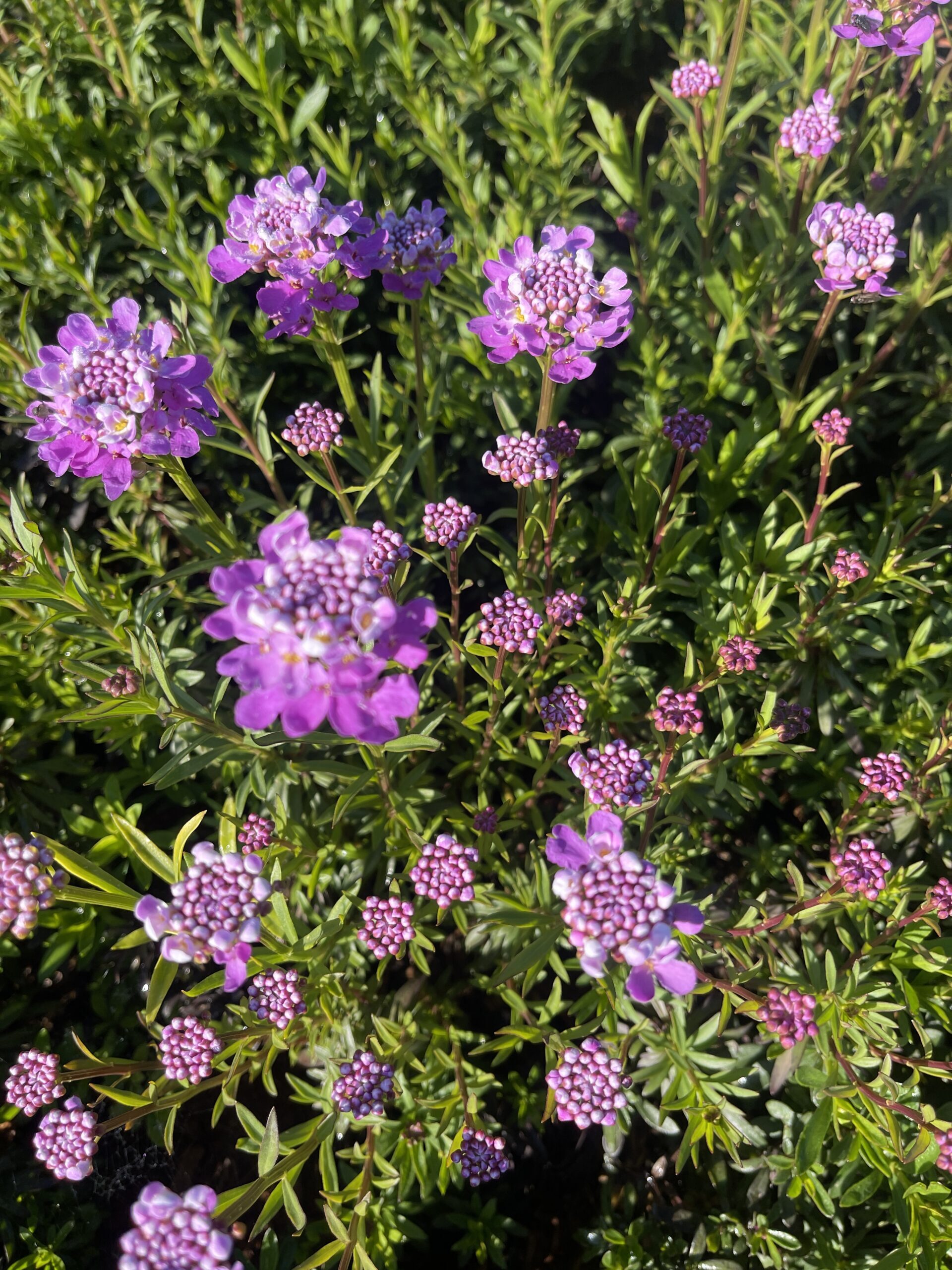 6 x Iberis Sempervirens 'Absolutely Amethyst' - Fiore a
