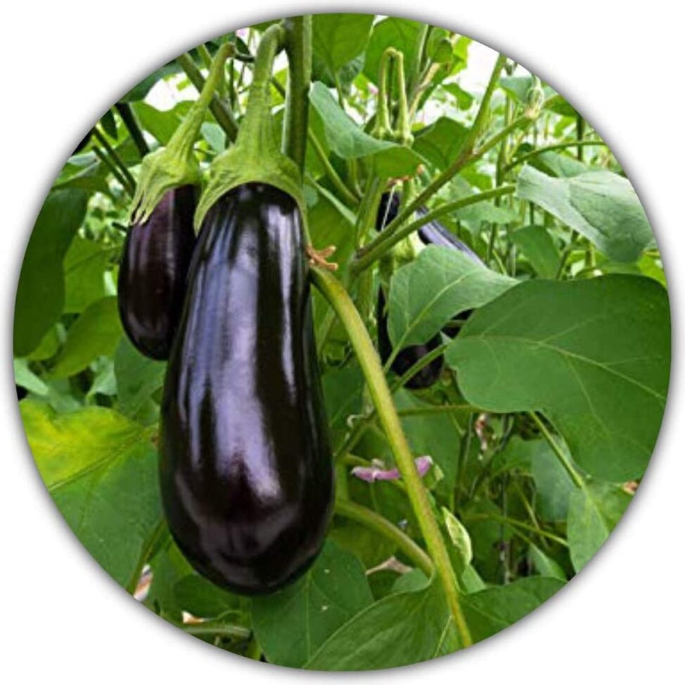 Guter Nachbar Aubergine