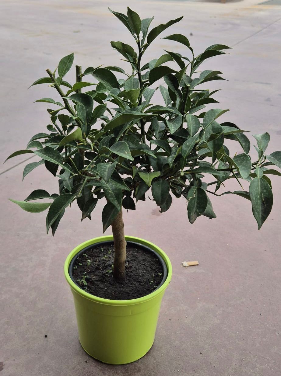Citrus junos Yuzu ok. 50 cm - drzewko | Kaufland.pl