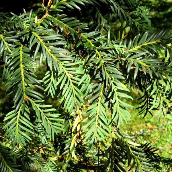 2 x Tasso - Taxus Baccata - 40-50 cm in contenitore