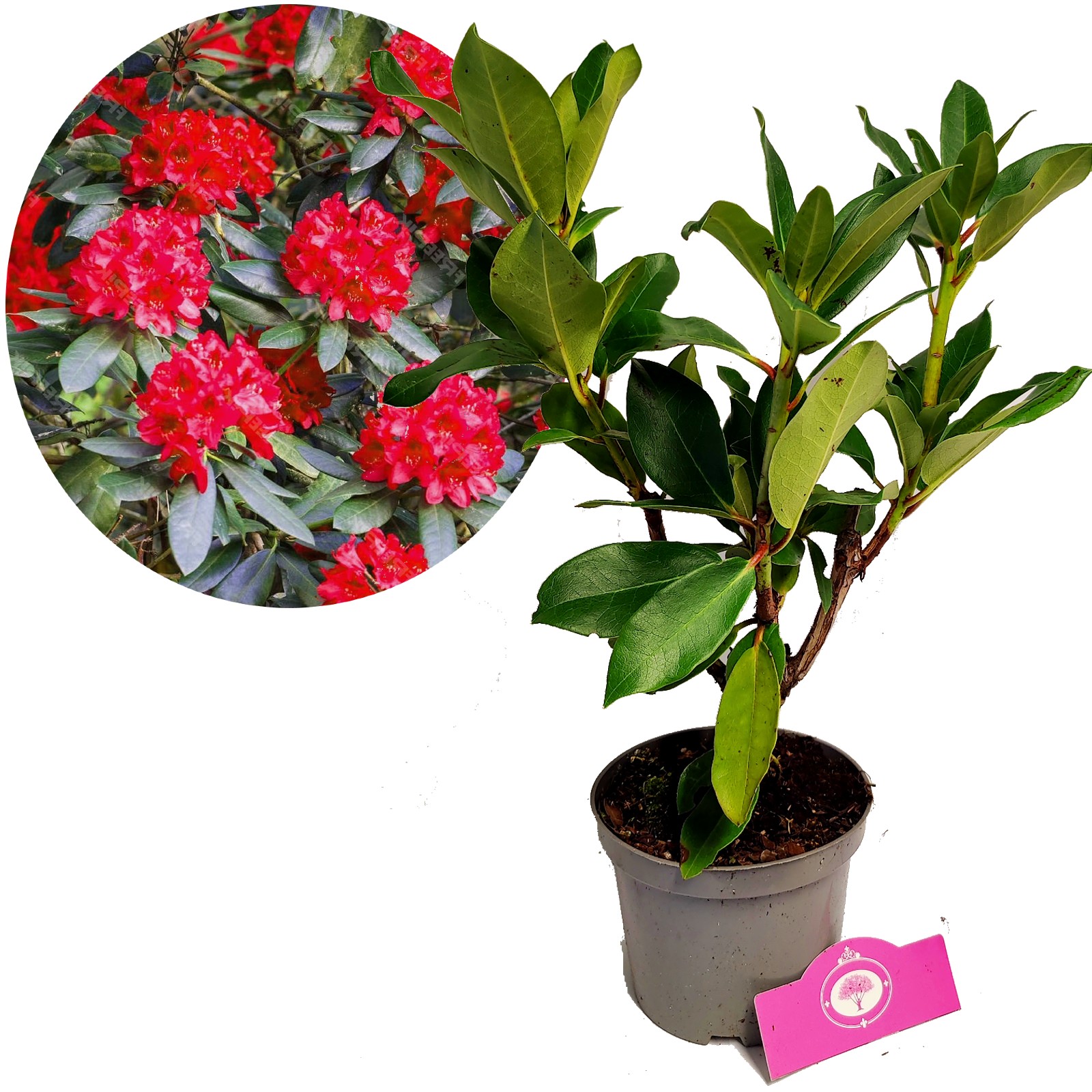 Rhododendron 'Markeeta's Prize' Fiori rossi - Altezza 40/50