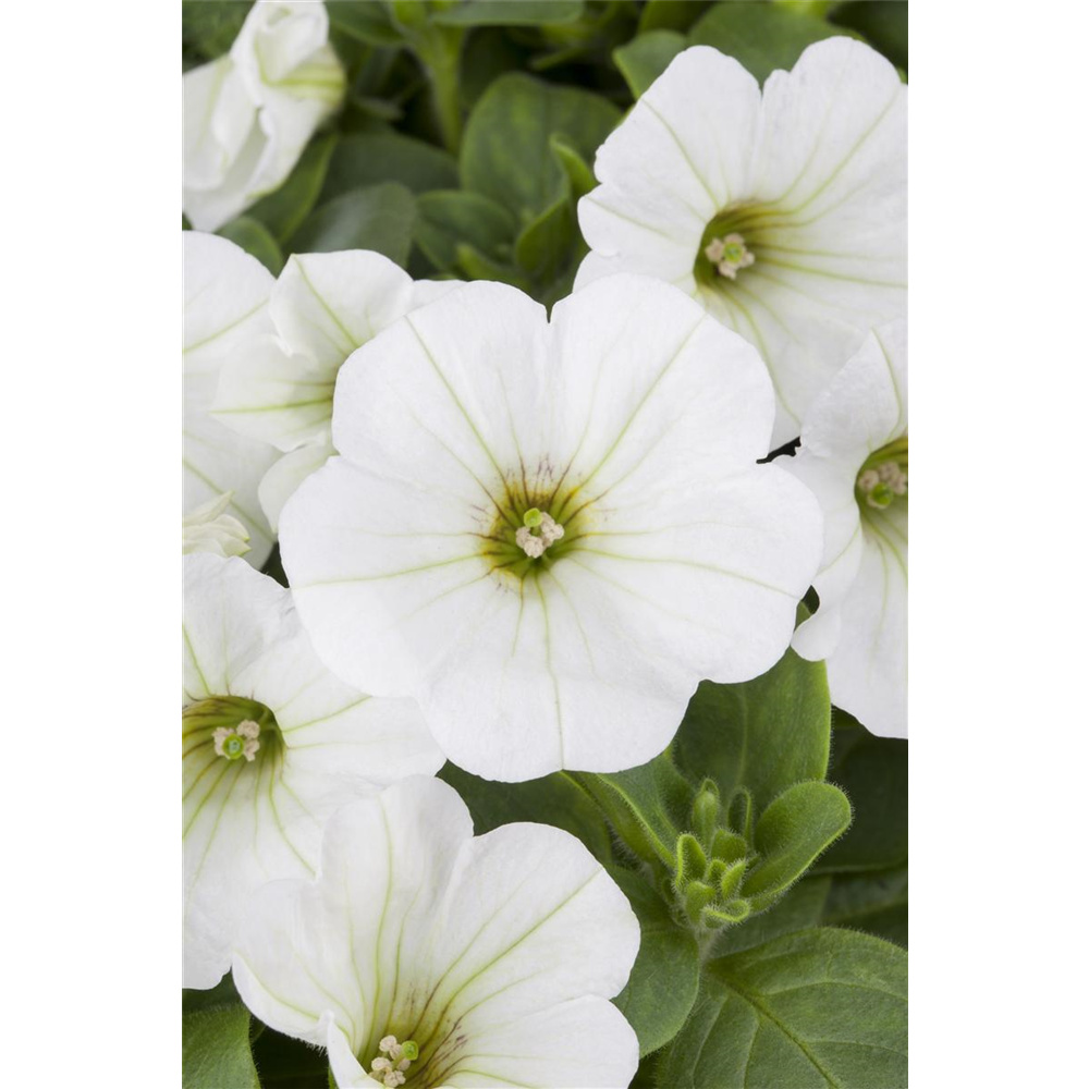 Petunie 'Snow' - Hänge-Petunia 'Snow', weiß, | Kaufland.de