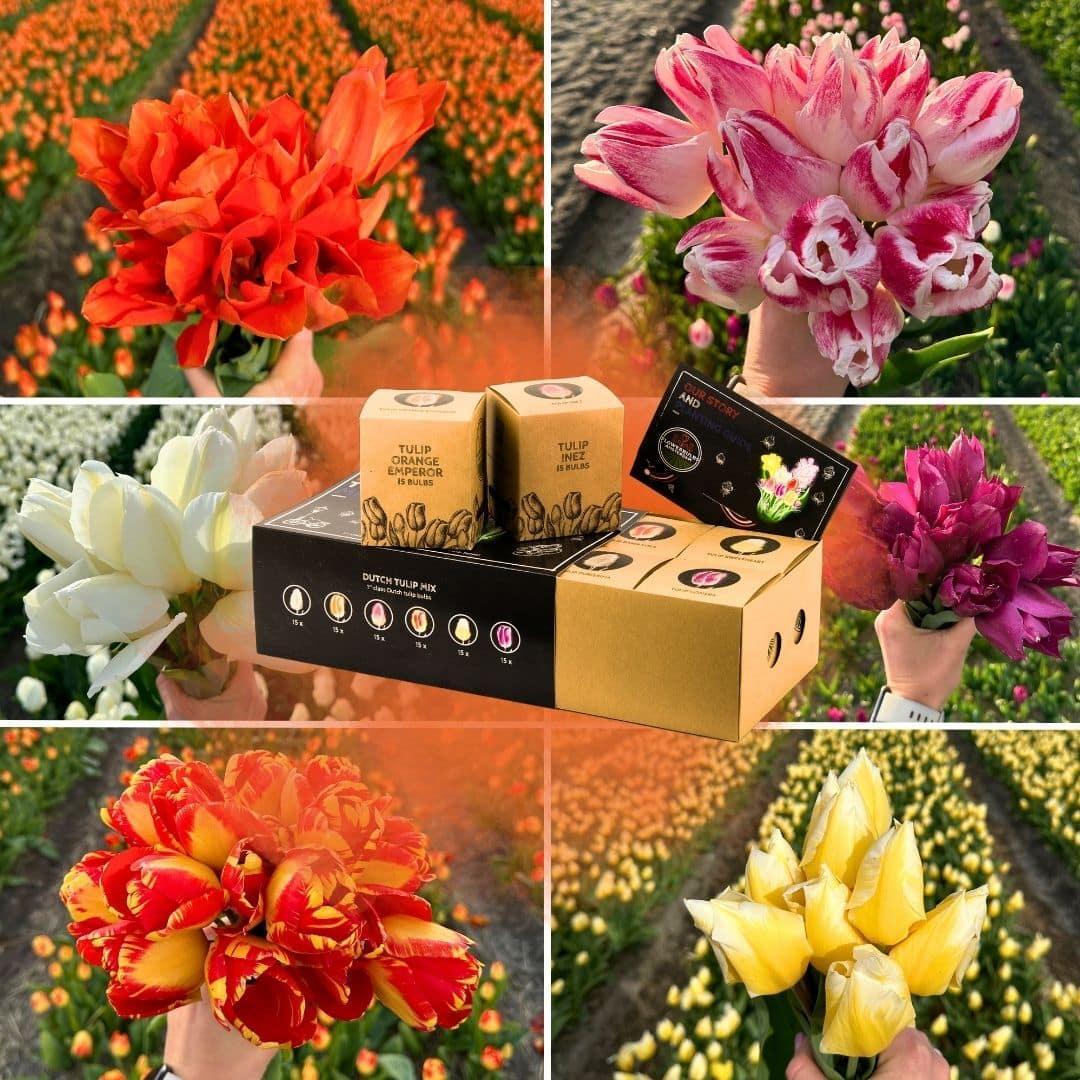 Flowerbulbs Amsterdam - Dutch Tulip Mix - | Kaufland.pl