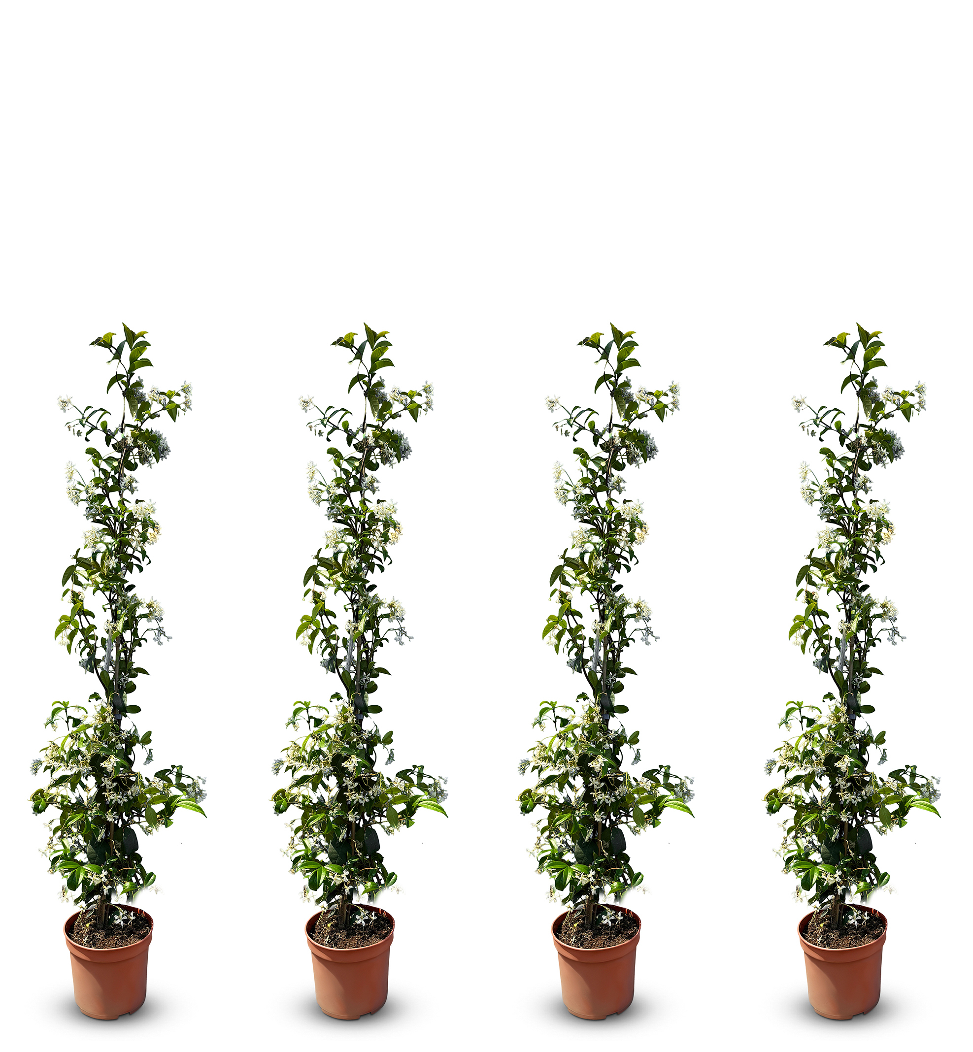 Sunny Tree - Tuscan Jasmine - Roślina pnąca - | Kaufland.pl