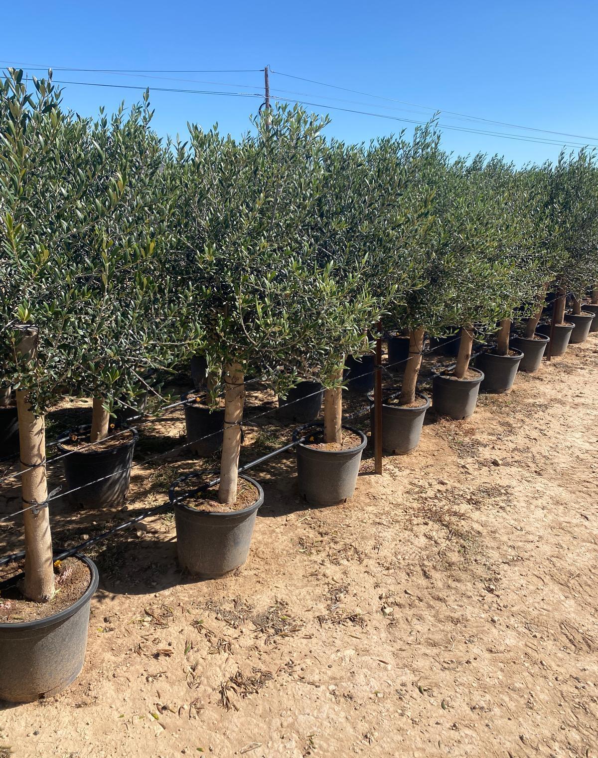 Hochstämmiger Olivenbaum 170cm, 25 Jahre, winterhart