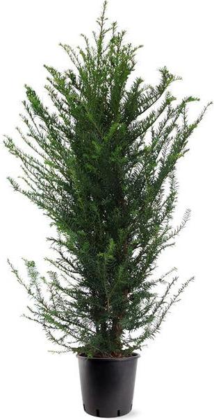 If Taxus baccata Haie 100-140 cm - Plante de haie à
