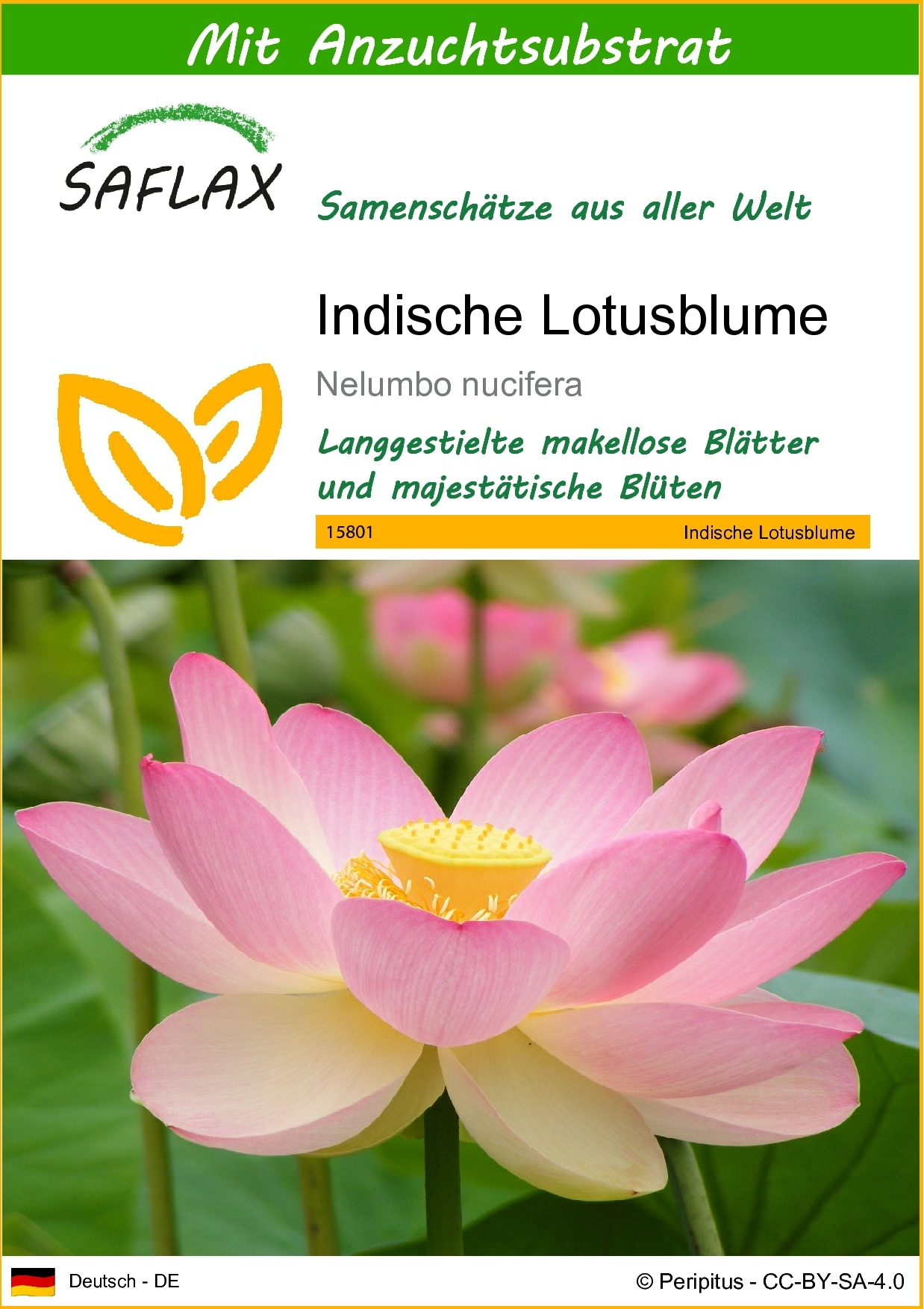 SAFLAX Indische Lotusblume - 8 Samen & Anzuchtsubstrat